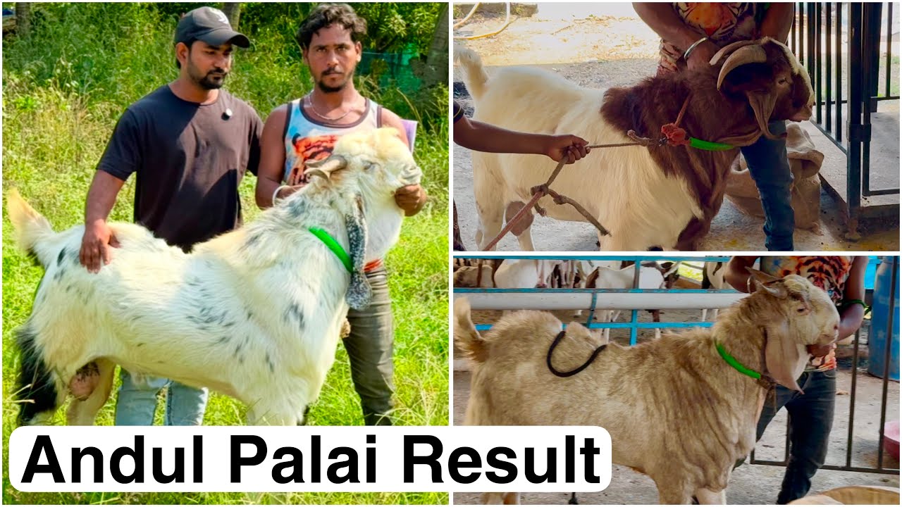 Samaya Goat Farm Mahapoli | Andul Palai Result - YouTube