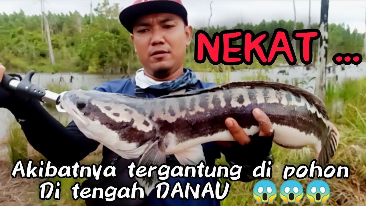 CASTING IKAN TOMAN KALIMANTAN || trip 021 mancing toman pakai umpan ...