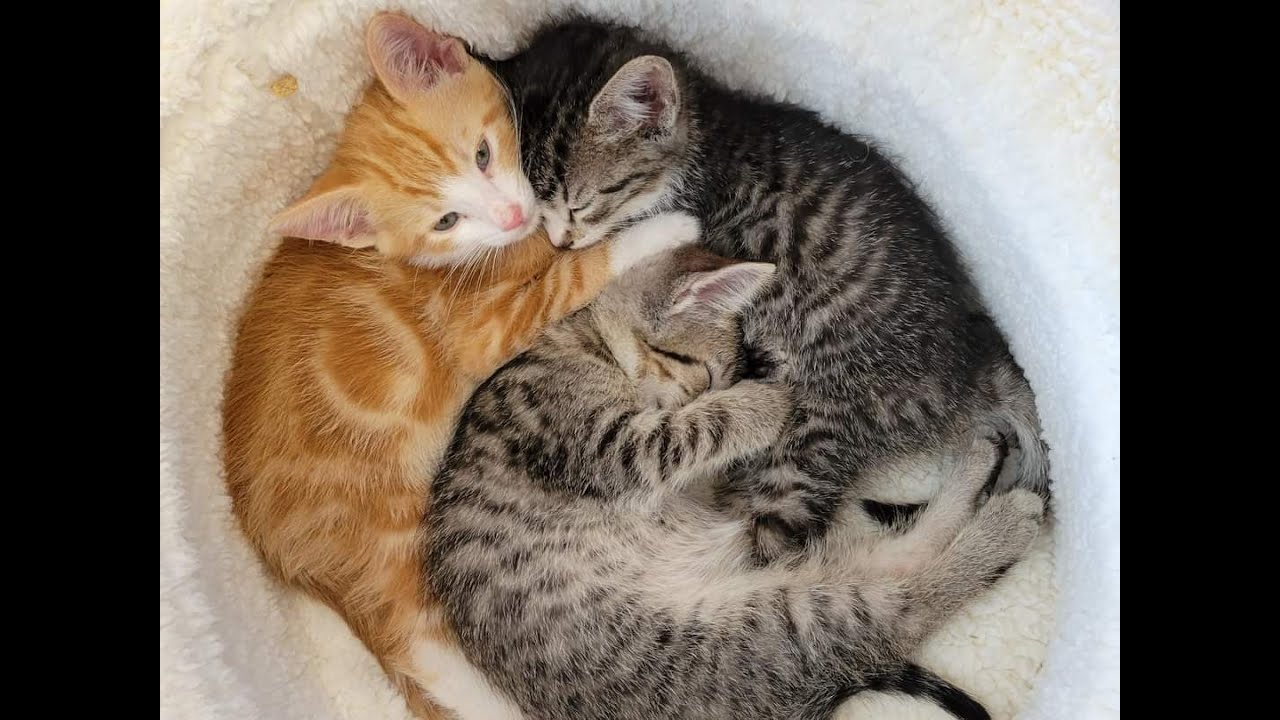 Kittens Trapped in a Wall - Rescue Story - YouTube