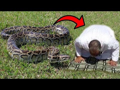 Namaz Kılan Bu Adamın Yanına Yılan Geldi, Sonrasında Ne Olduğuna İnanmayacaksınız