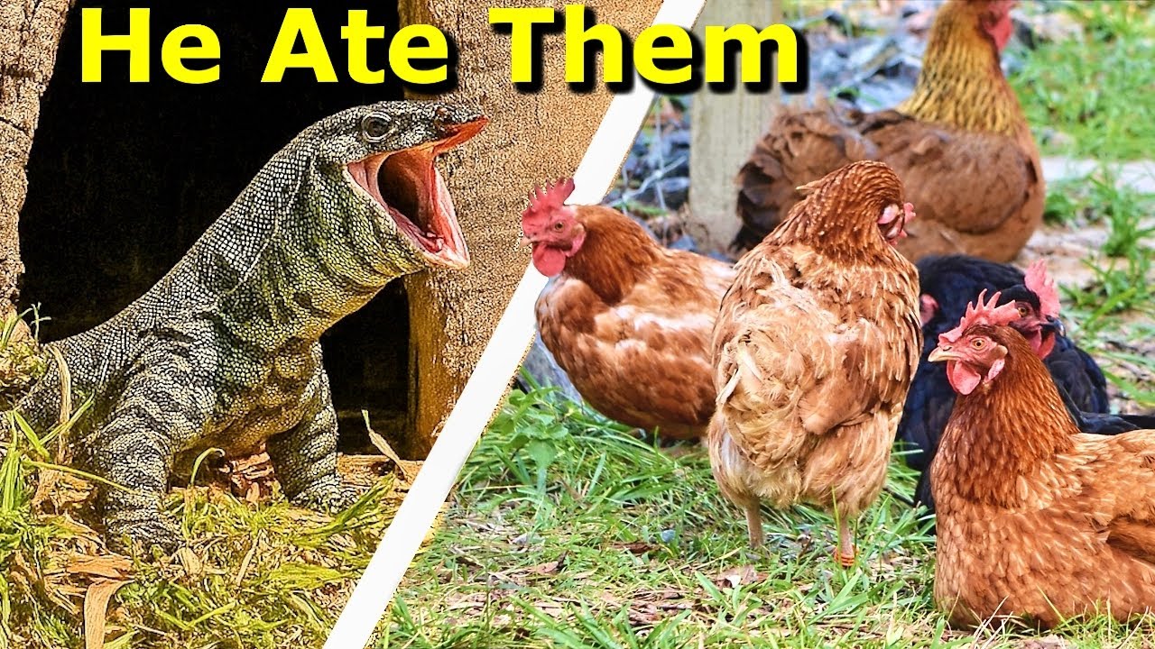 A BIG Lizard Ate Our Chickens :( - YouTube