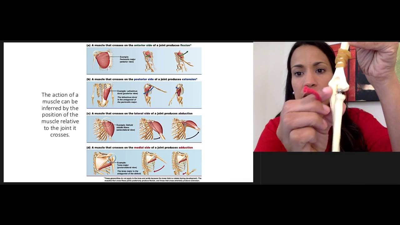 3 Muscle Actions And Interactions YouTube 3-muscle-actions-and-interactions-youtube