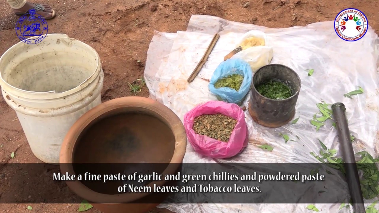 Preparing Agneyastra to control crop diseases | (ଆଗ୍ନେୟାସ୍ତ୍ର ପ୍ରସ୍ତୁତି ...