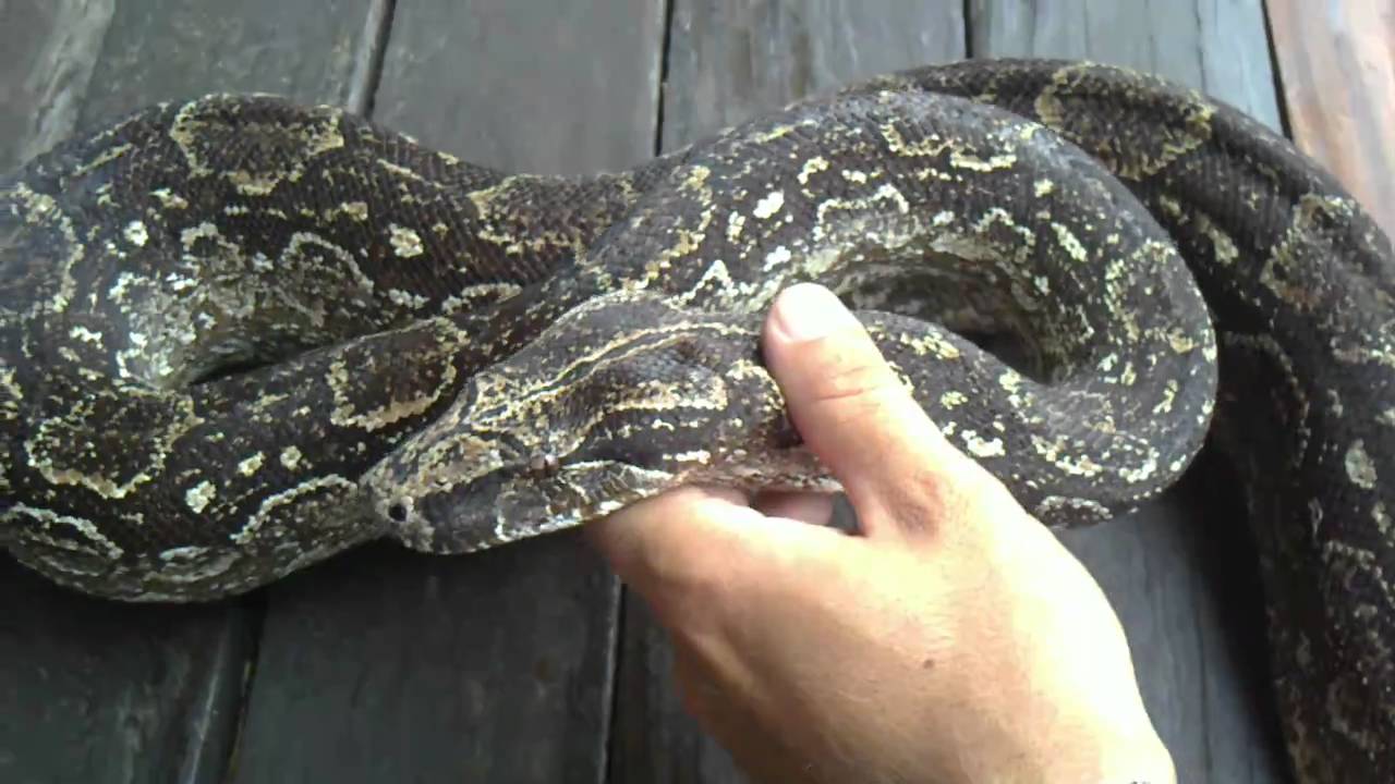 boa constrictor occidentalis lampalagua o boa de las vizcacheras - YouTube