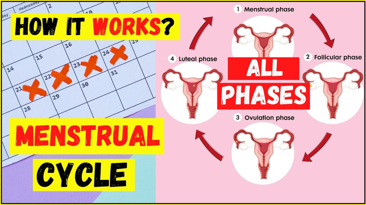 Menstrual cycle explained, animation and phases: how it works? - Female ...