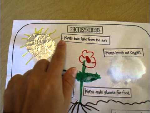 Classical Conversations, Cycle 1, Science, Week 12, Photosynthesis ...