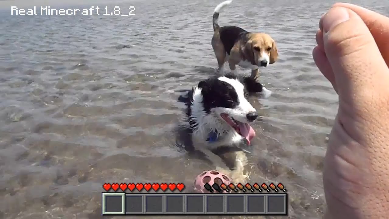 Real Life Minecraft - BEACH PUPPIES! (Realistic Minecraft) - YouTube