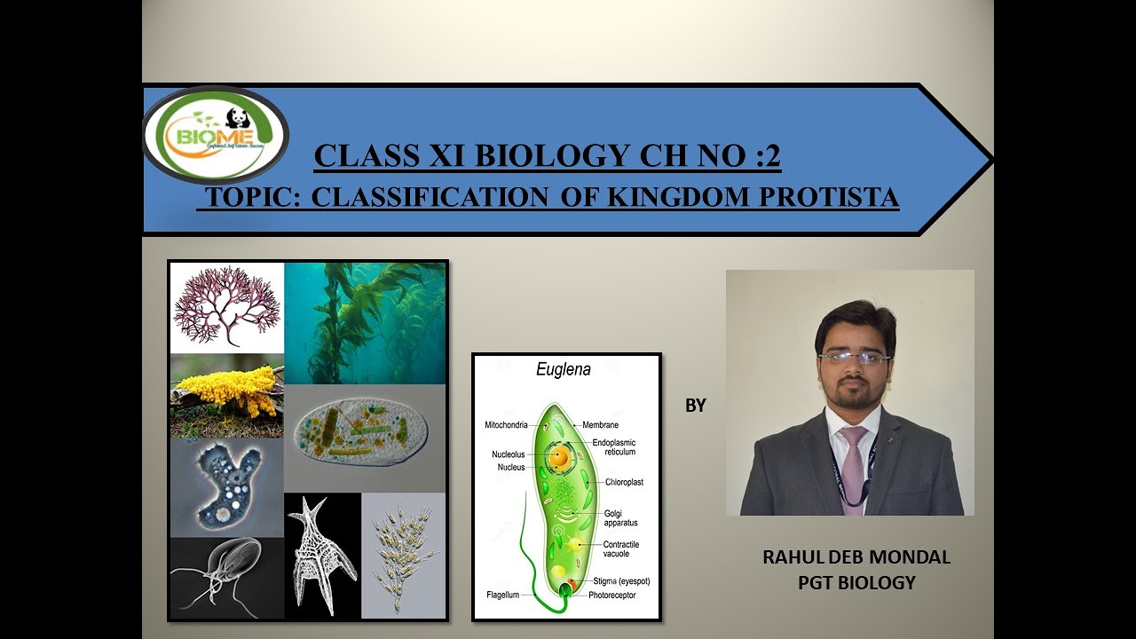 Classification of Kingdom Protista ,Class XI BY RAHUL SIR # BIOME - YouTube