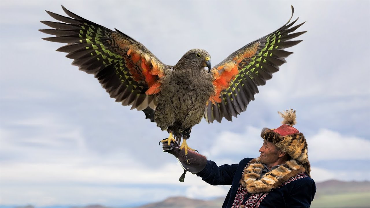 25 Beautiful Exotic Birds You Can Own as Pets - YouTube