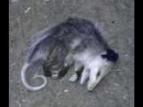 Possum Stew - YouTube