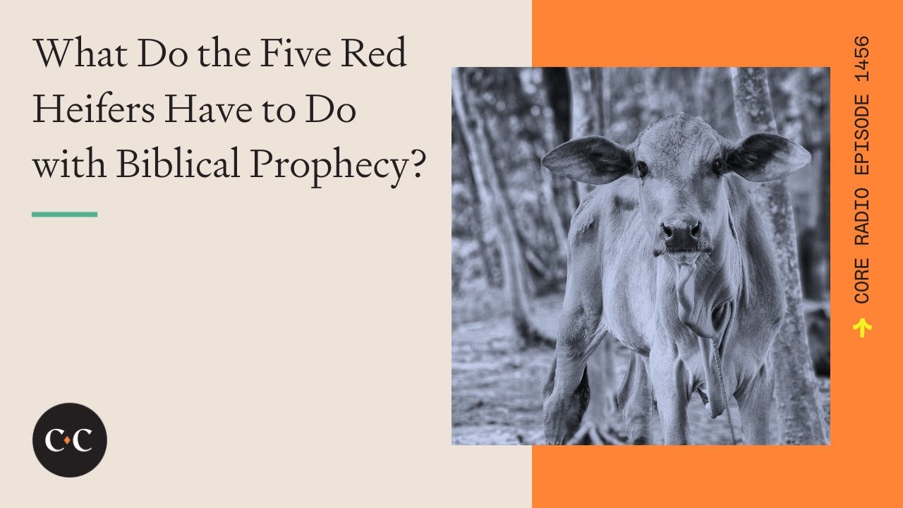 What Do the Five Red Heifers Have to Do with Biblical Prophecy? - YouTube