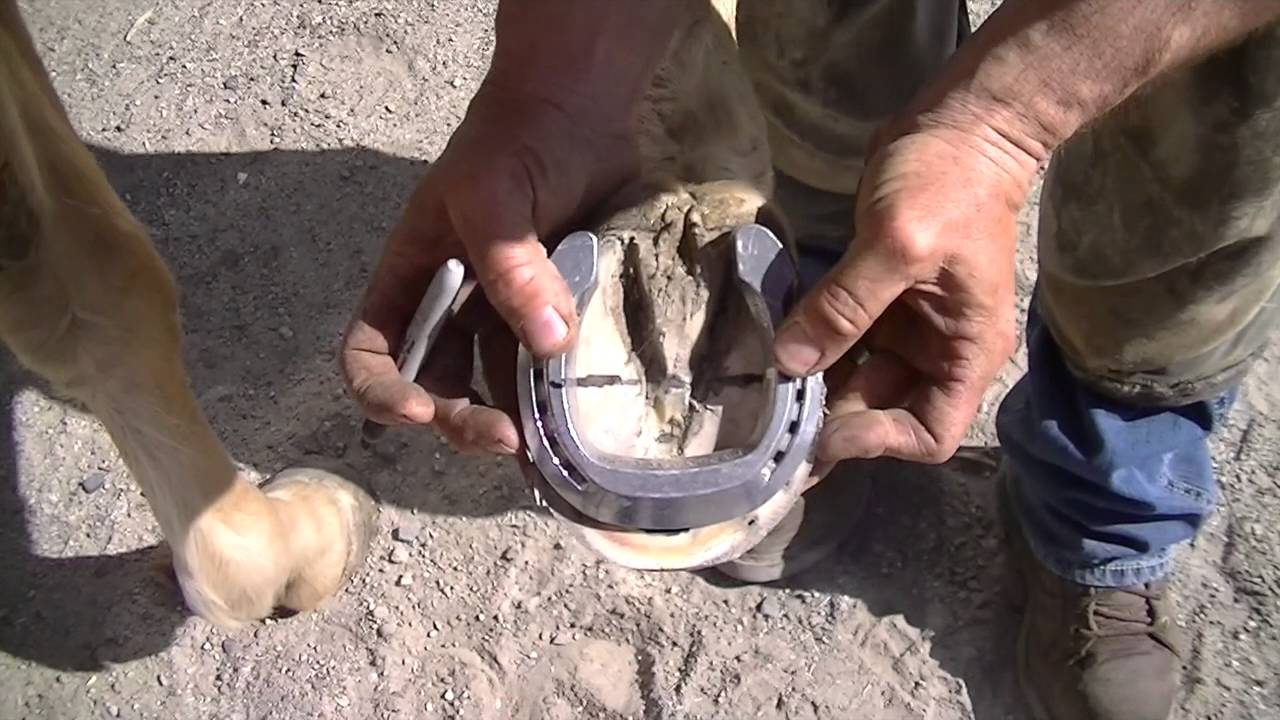 Shoeing - YouTube