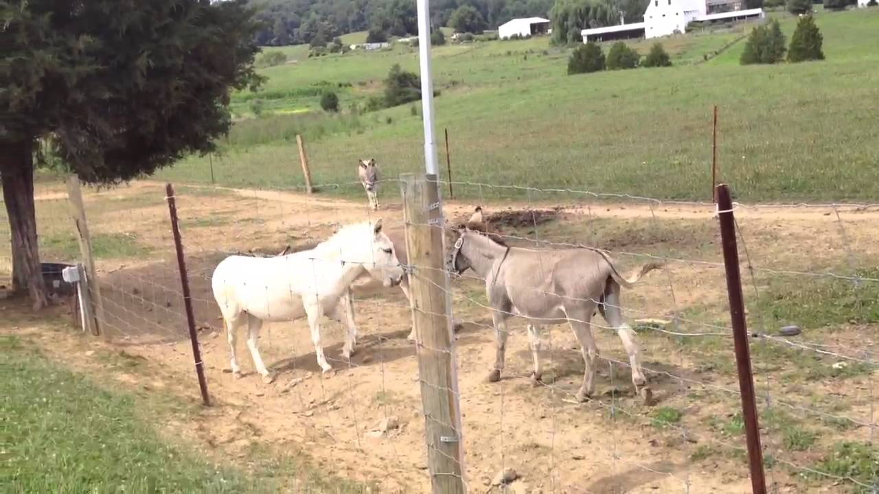 Buckland farm donkey braying - YouTube
