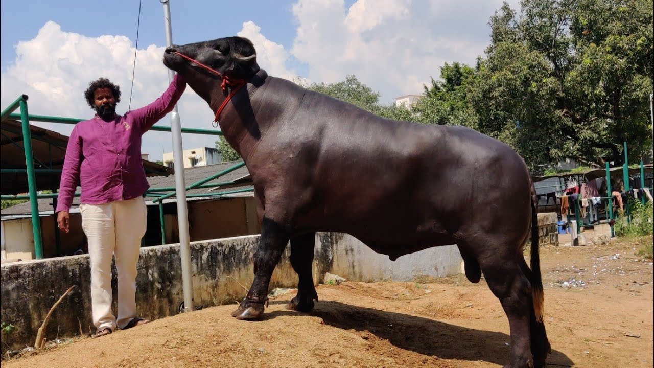 Talasani Arjun Bull #2022 Musheerabad Sadar Special Attraction #Edla ...