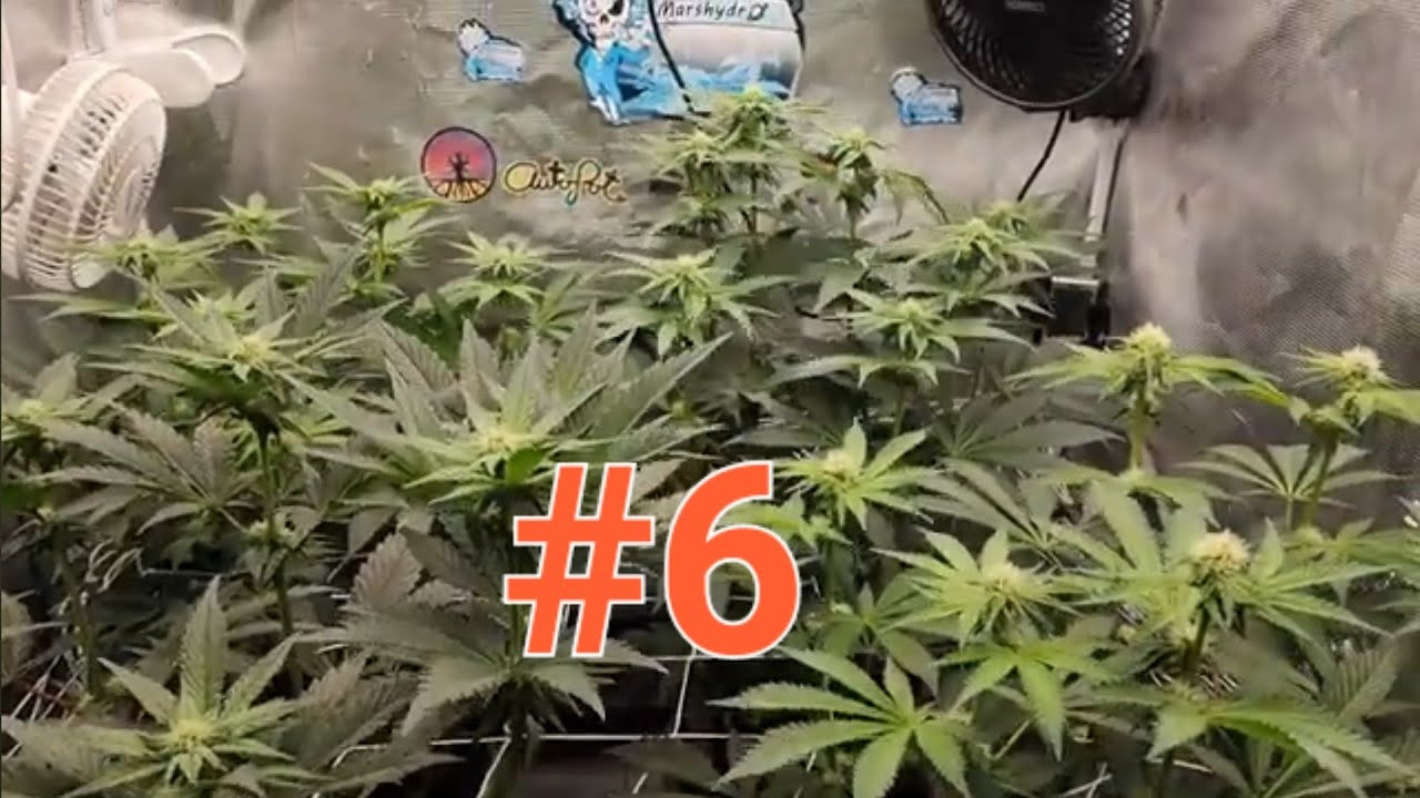Autopot system 3.9 with Gaia Green. Mars hydro 3x3 with Mars Hydro FC-4800. Exotic Genetix ...
