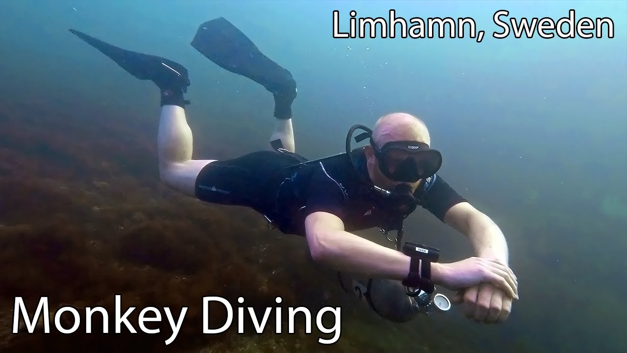 Monkey diving at Ön, Limhamn - YouTube