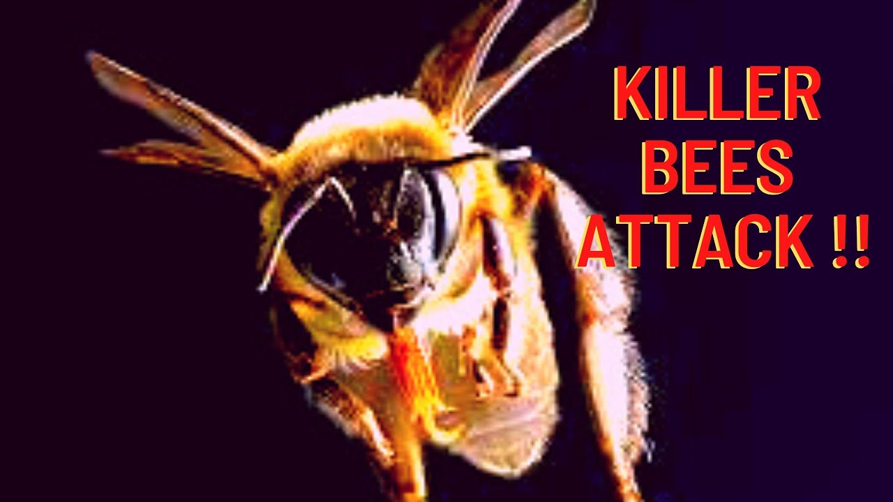Killer bees stories and the spooky Vintem hill UFO mystery - YouTube