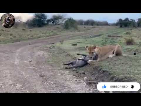 Lion Attack and eat Warthog Alive - YouTube