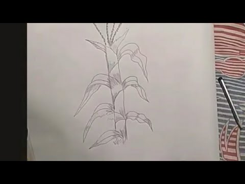 Maize plant pencil draw step by step drawing - YouTube