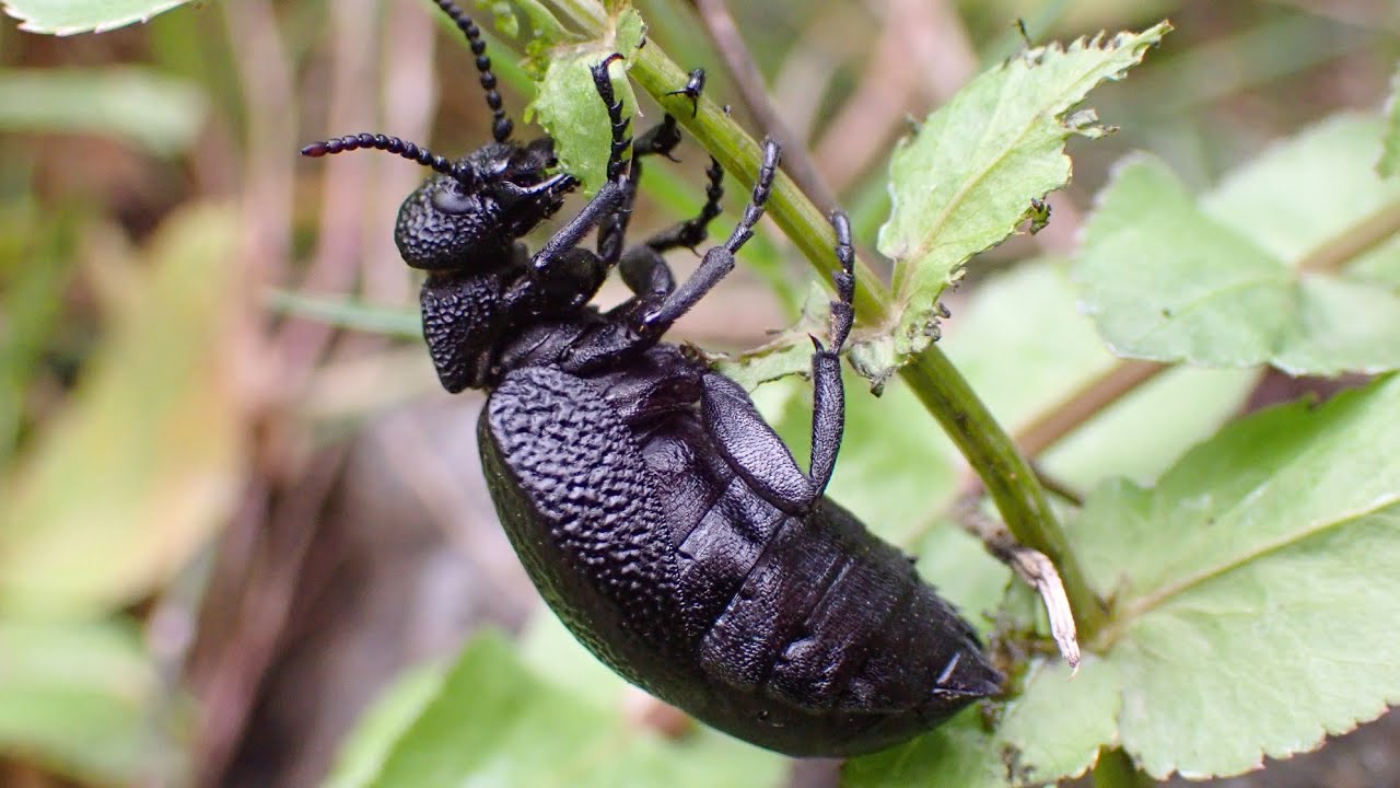 Common Oil Beetle (Meloe tuccius) - YouTube
