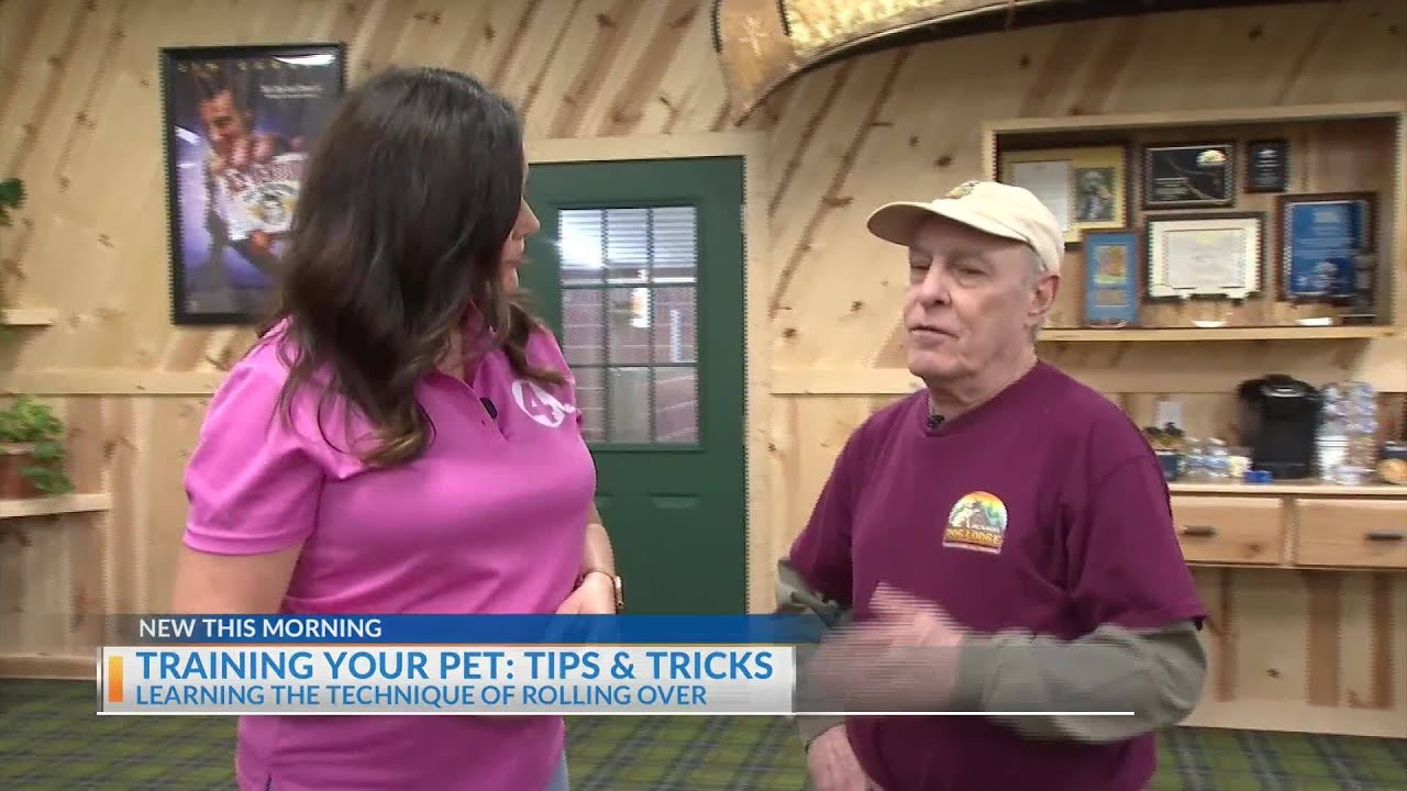 Training your pet: Tips and tricks - YouTube