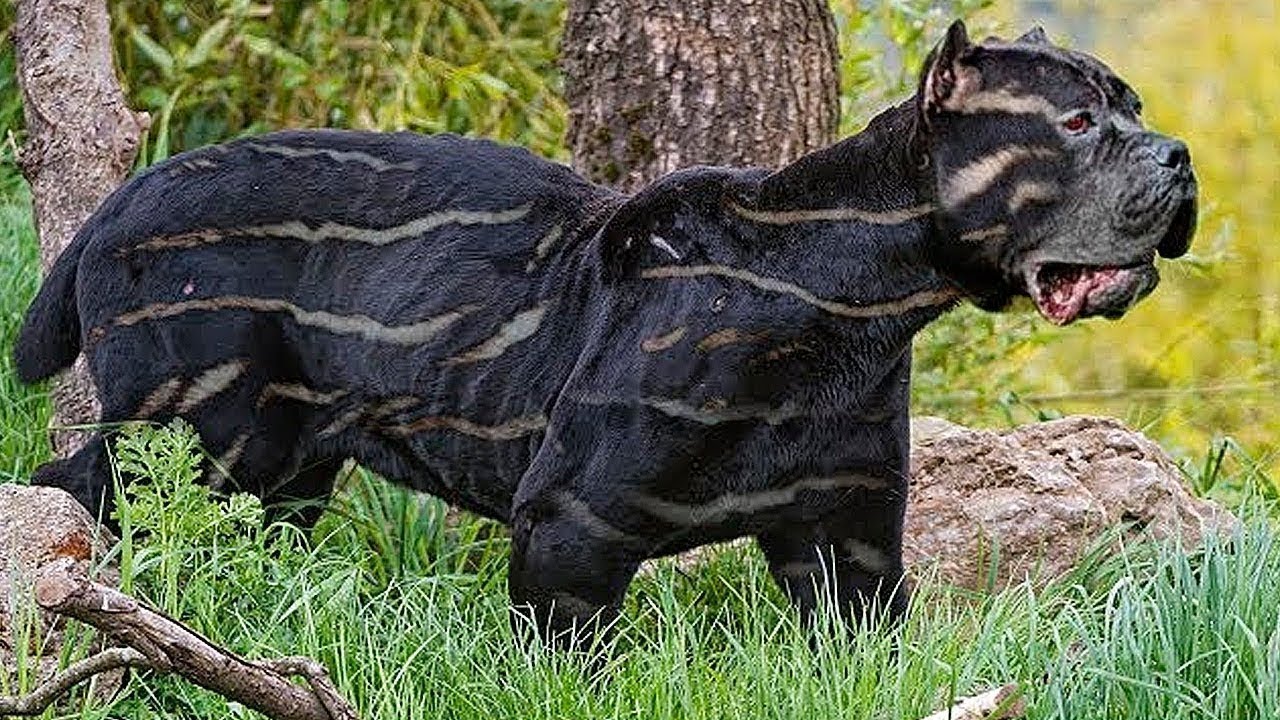 TOP 10 PERROS HÍBRIDOS MÁS INCREÍBLES DEL MUNDO - YouTube
