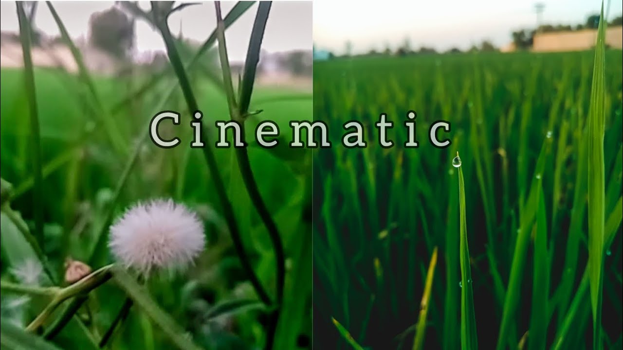 Cinematography | Nature cinematic videography ultra HD. - YouTube