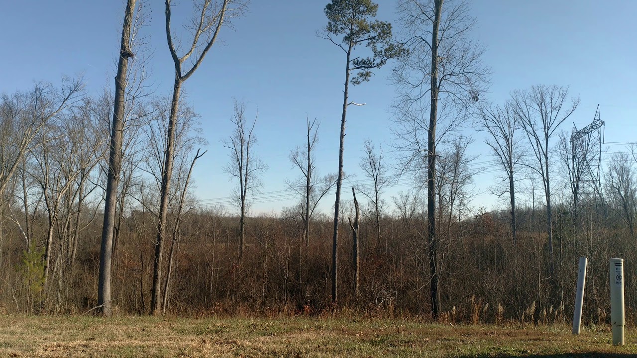 Tree Damage from 1974 Super Tornado Outbreak - Limestone County, AL ...