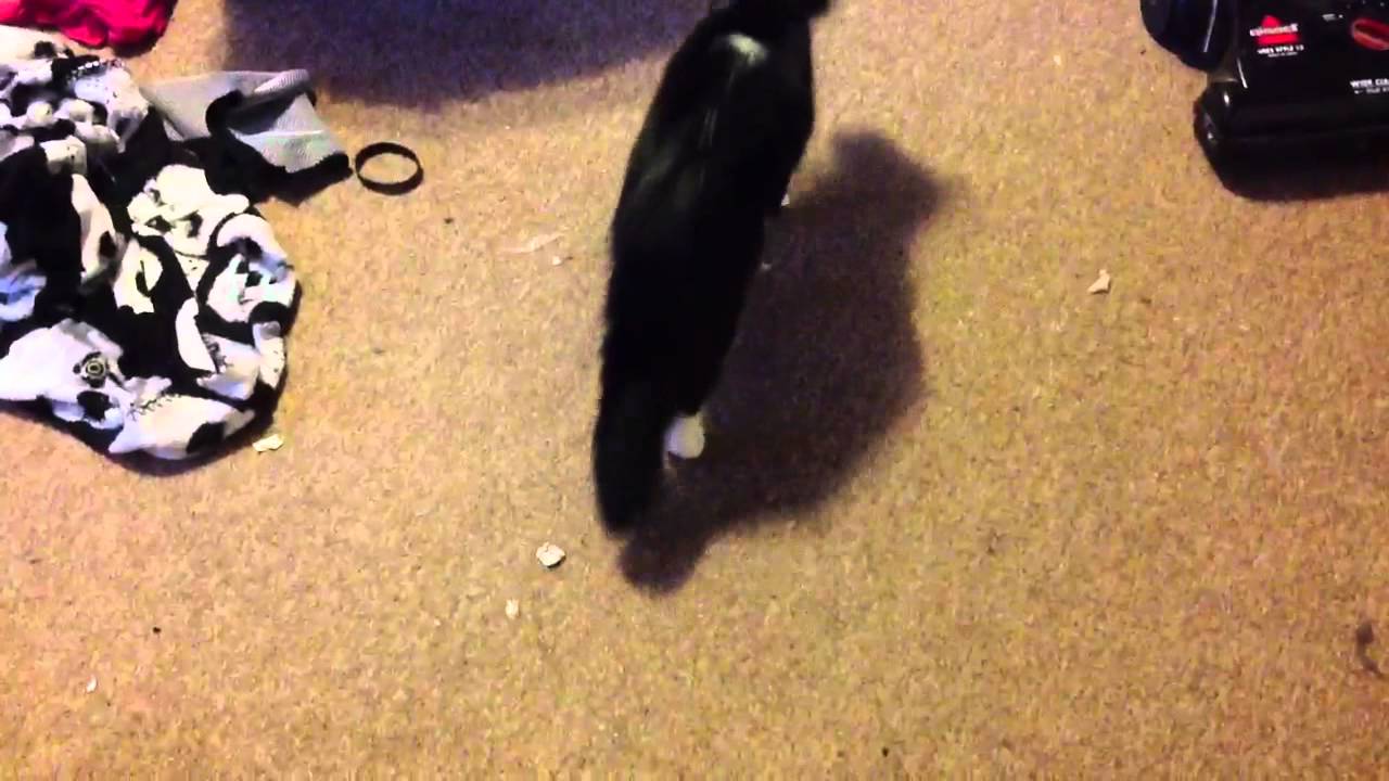 Murderous Cats - YouTube