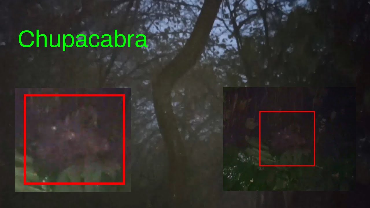 Real chupacabra sightings caught on camera in the forest. cryptids ...