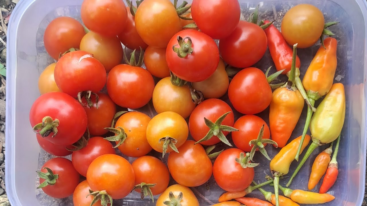 Petik Tomat,Cabe 🍅🌶 || Membuat Tiang Penyanggah Tanaman Cabe - YouTube