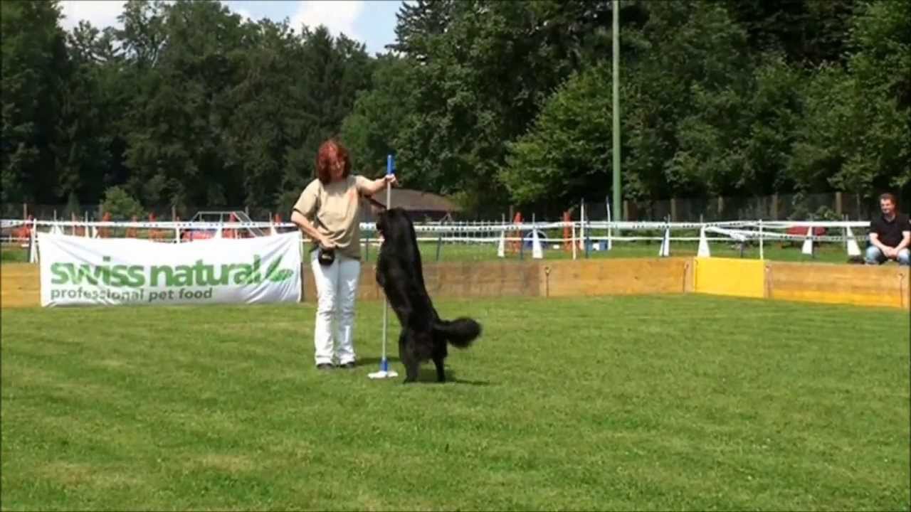 DogDance-Turnier Zürich 2013 - Stephanie Claßen mit Ballou - YouTube