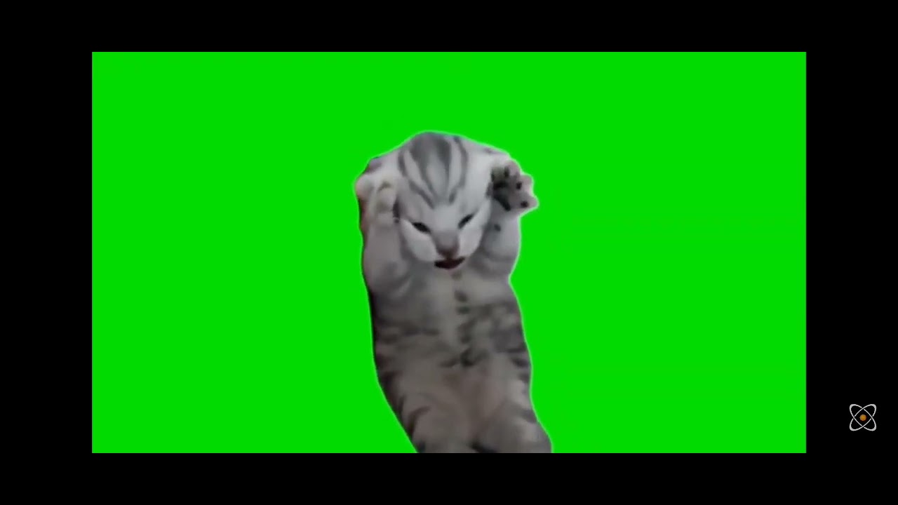Dramatic Kitten #cat #kitten - YouTube