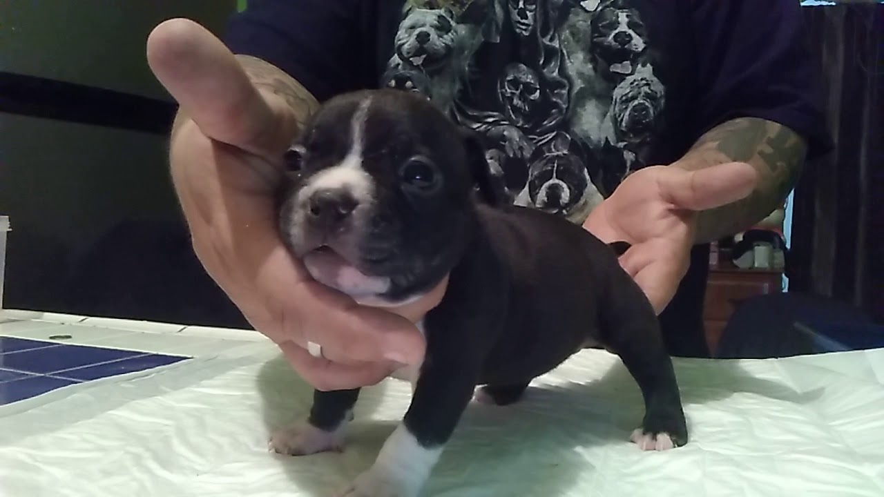 MICRO BULLS EXOTIC BLOOD BULLSEYE 664-301-9545 WHATS APP - YouTube