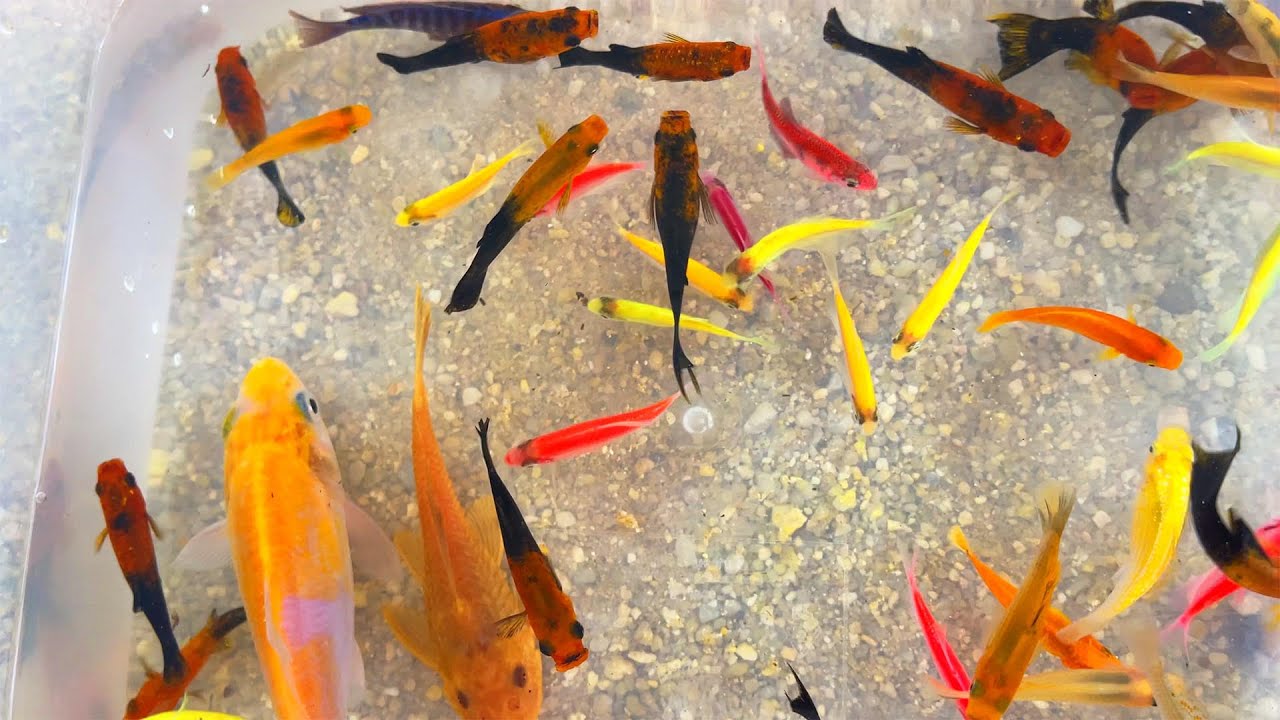 Amazing Catch Radtang & Colorful Surprise Eggs, Axolotl, Turtles ...