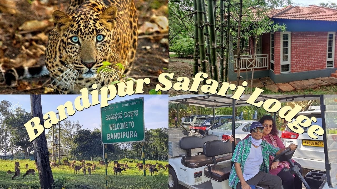 Bandipur Safari Lodge - Leopard Sighting in Bandipur National Park # ...