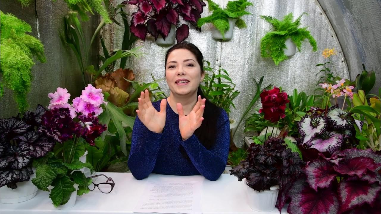 Самые распространенные ошибки начинающего цветовода Youtube