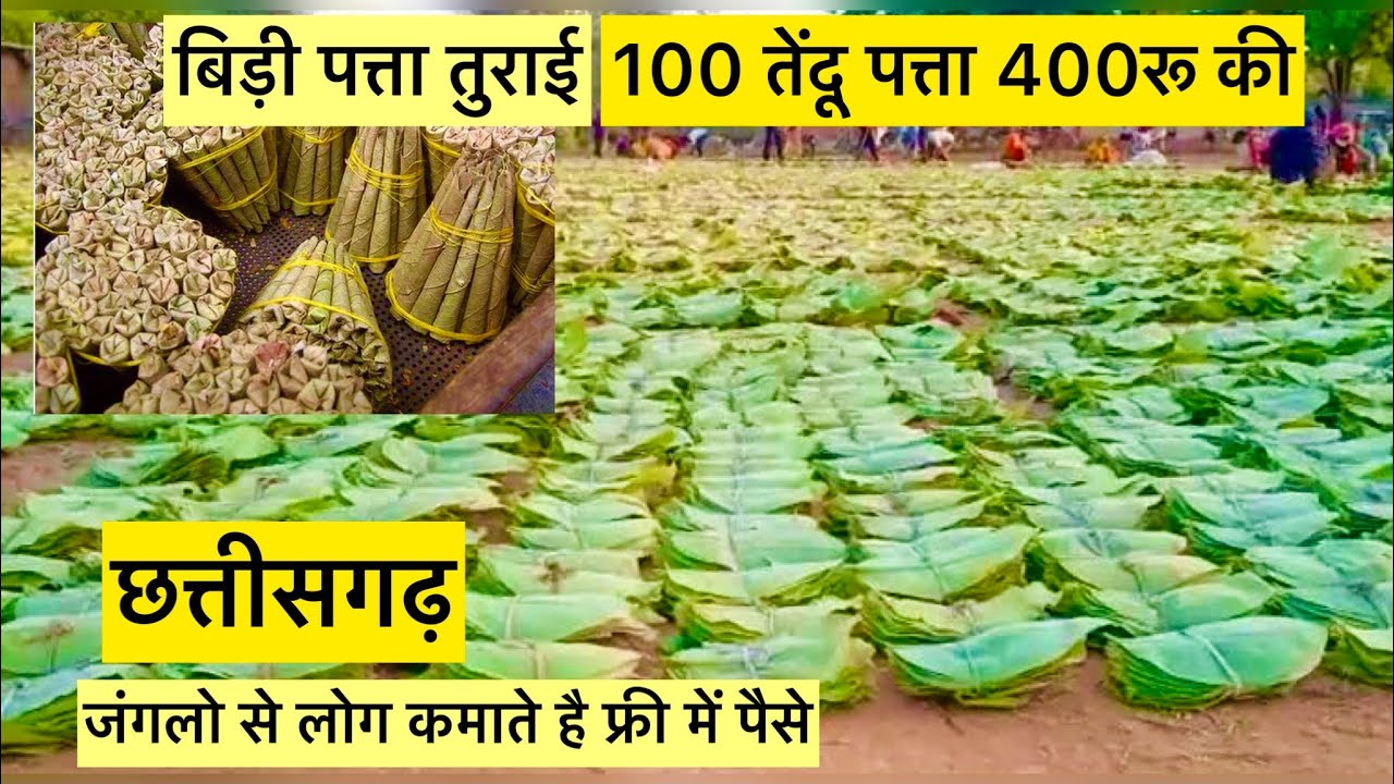 प्राकृतिक रूप से लोग पैसे कमाते तेंदू पत्ता की तुराई करके॥Tendu patta ...