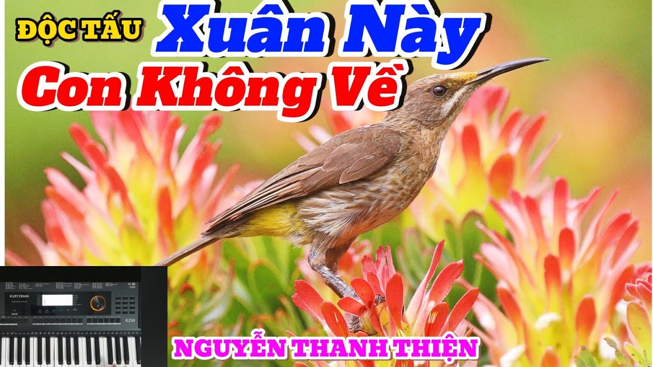 Xuân Này Con Không Về - Độc Tấu - YouTube