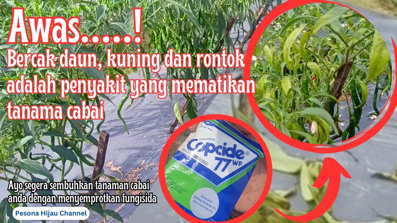 Cara mengatasi tanaman cabai bercak daun kuning dan rontok - YouTube