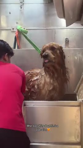 PET CARTEL GROOMING...😍😍 - YouTube