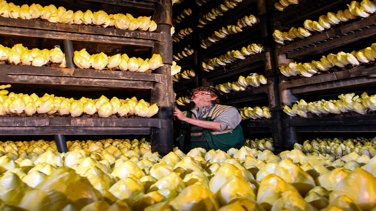Amazing Golden Chicory Farm | Golden Chicory Root Planting & Harvesting ...