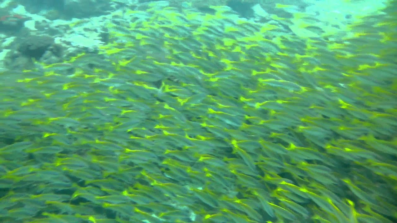 Shoal of yellow and blue Fusilier in the TARP Kota Kinabalu. - YouTube