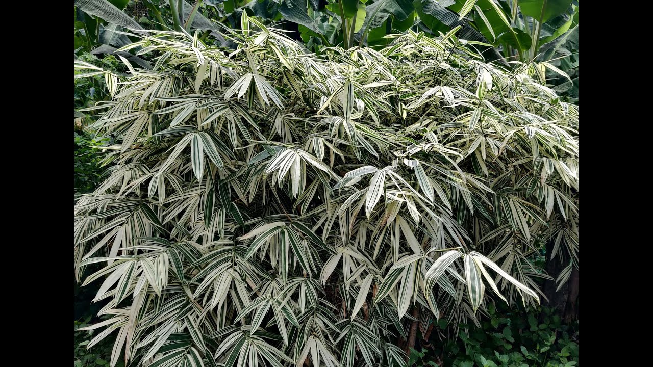 Variegated Hiroshima Bamboo। A beautiful Ornamental Bamboo plant। - YouTube