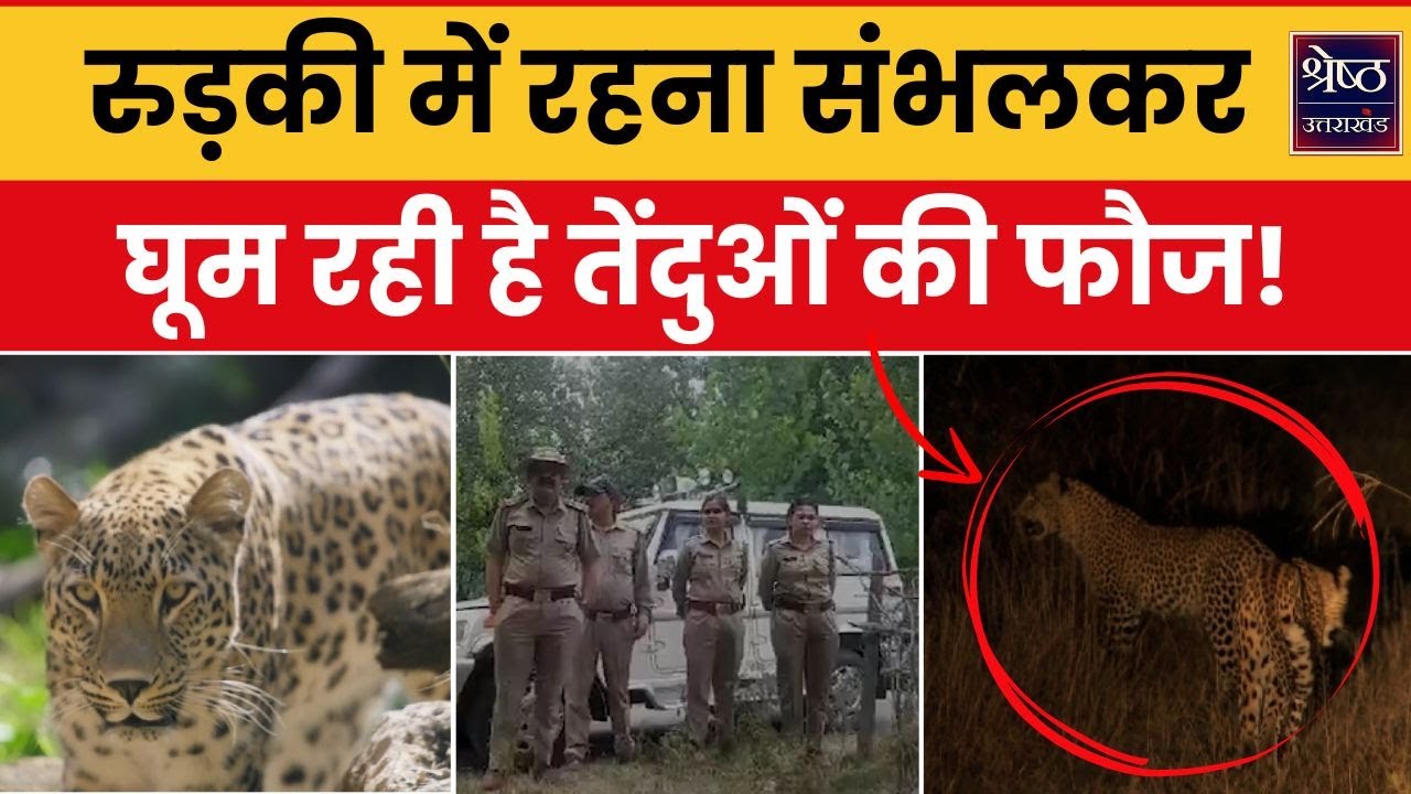 Roorkee: दहशत में रुड़की के इलाके, वन विभाग को शक- तेंदुओं की फौज आई ...