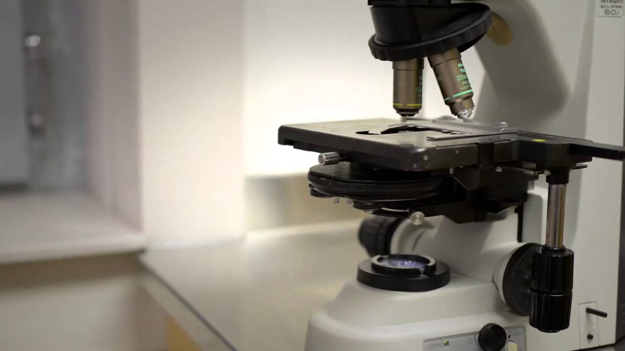 Conception, Calving Ease, Carcass and Cows - YouTube