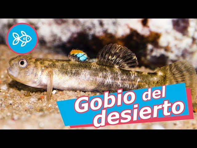 Gobio Del Desierto