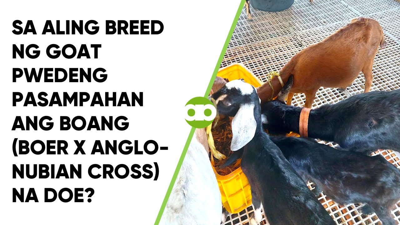 Sa Aling Breed ng Goat Pwedeng Pasampahan ang BoAng (Boer x Anglo ...