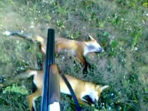 Lov na lisice-Raša 2 - YouTube