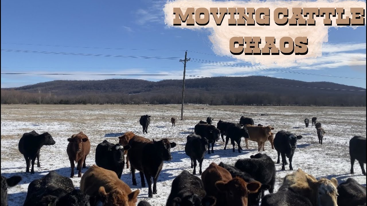 Moving COWS across the HIGHWAY!! - YouTube